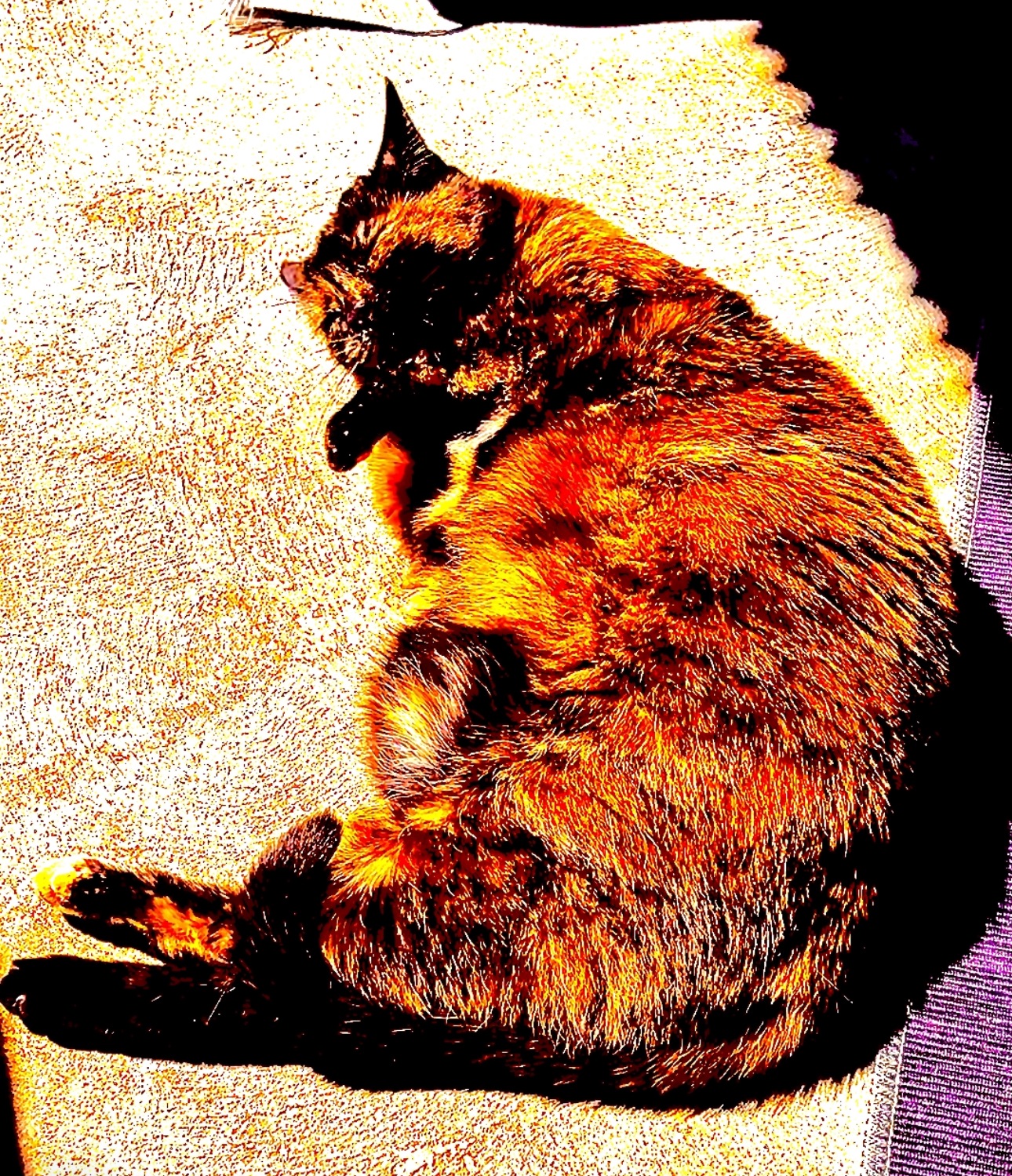 Circuitdelic Cat - Circuitdelic Laboratory